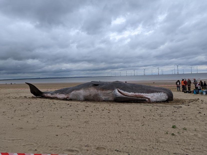 Whale (Redcar, Captain Boomer Collective, 2022) – North East Statues