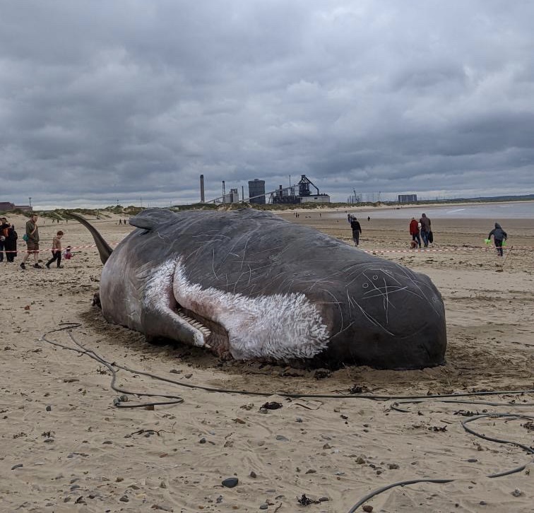 Whale (Redcar, Captain Boomer Collective, 2022) – North East Statues